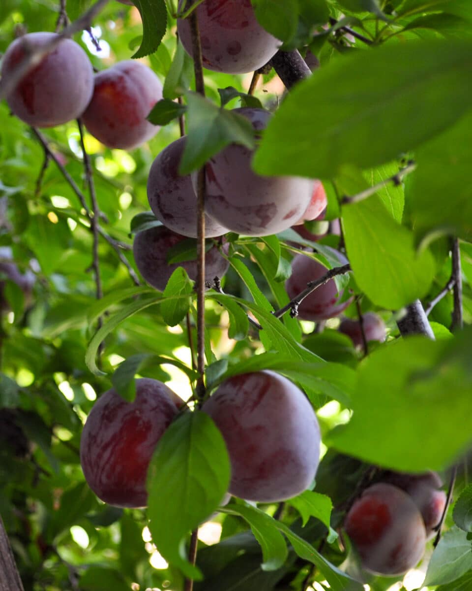 Plum Oatmeal Crisp - Cook This Again Mom